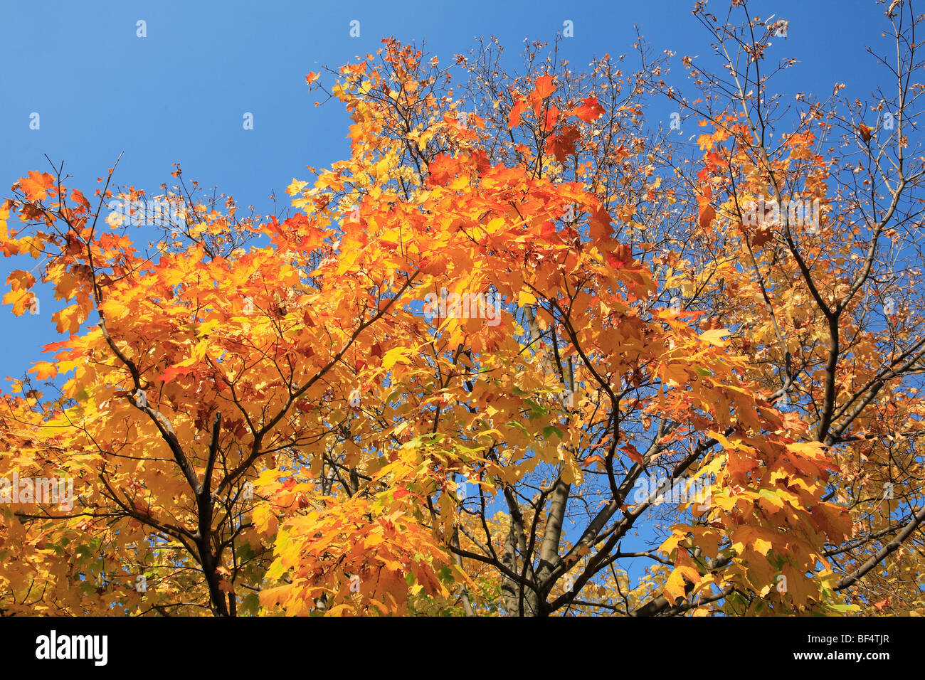 Gold sole hi-res stock photography and images - Alamy