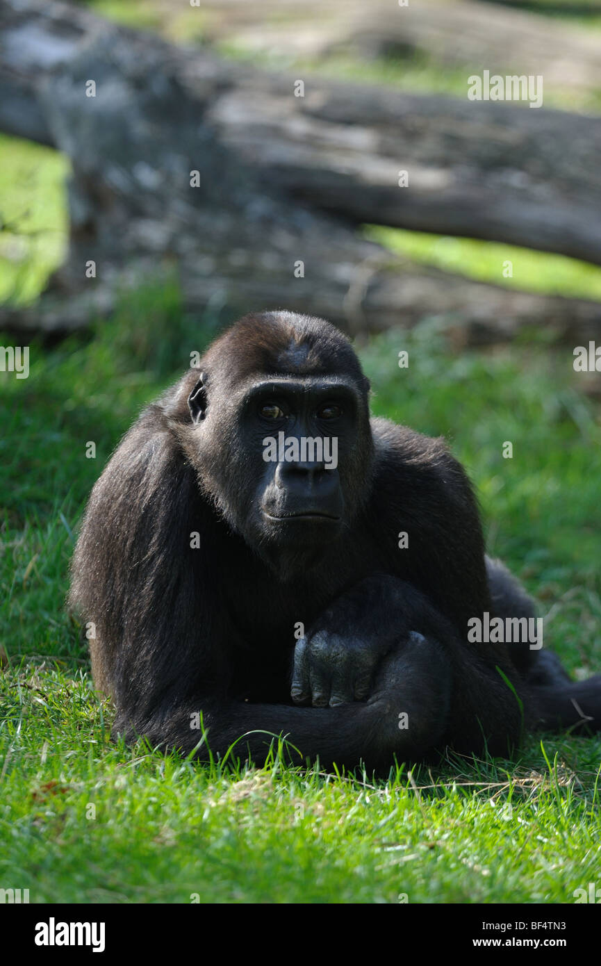 close up of a big female gorilla Stock Photo - Alamy