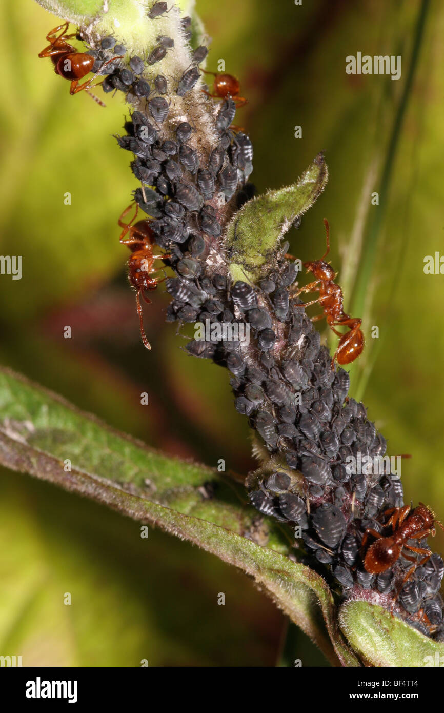 Red ants (Myrmica rubra : Formicidae) milking aphids on a foxglove stem ...