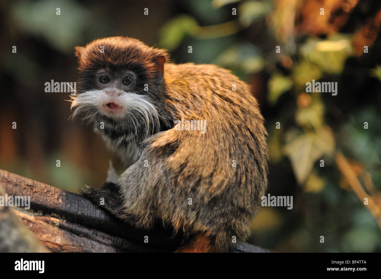 cute emperor tamarin (Saguinus imperator Stock Photo - Alamy