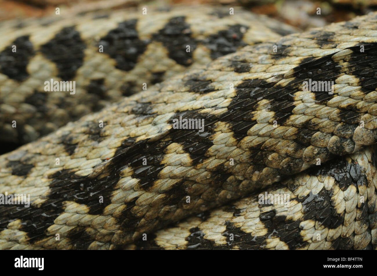 English adder hi-res stock photography and images - Alamy