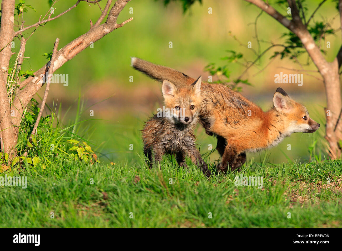 Playing fox cubs hi-res stock photography and images - Alamy