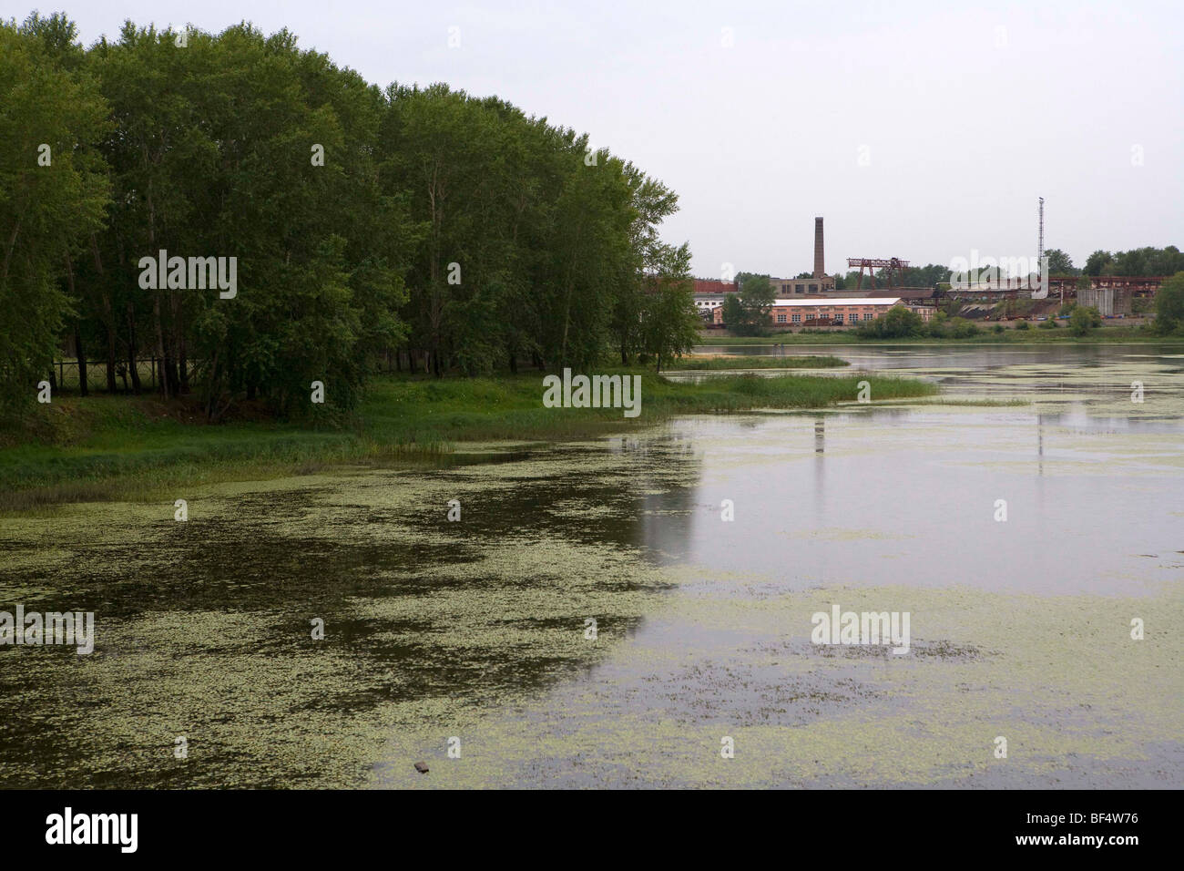 Polluted river with algae growth and industrial buildings in background ...