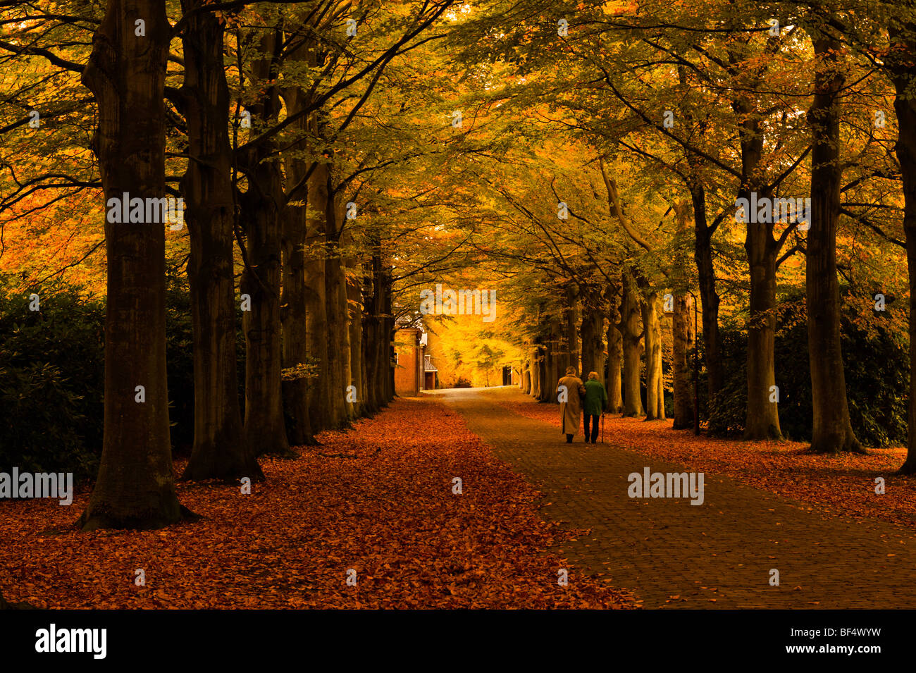 Beautiful autumn colors in the forest Stock Photo - Alamy