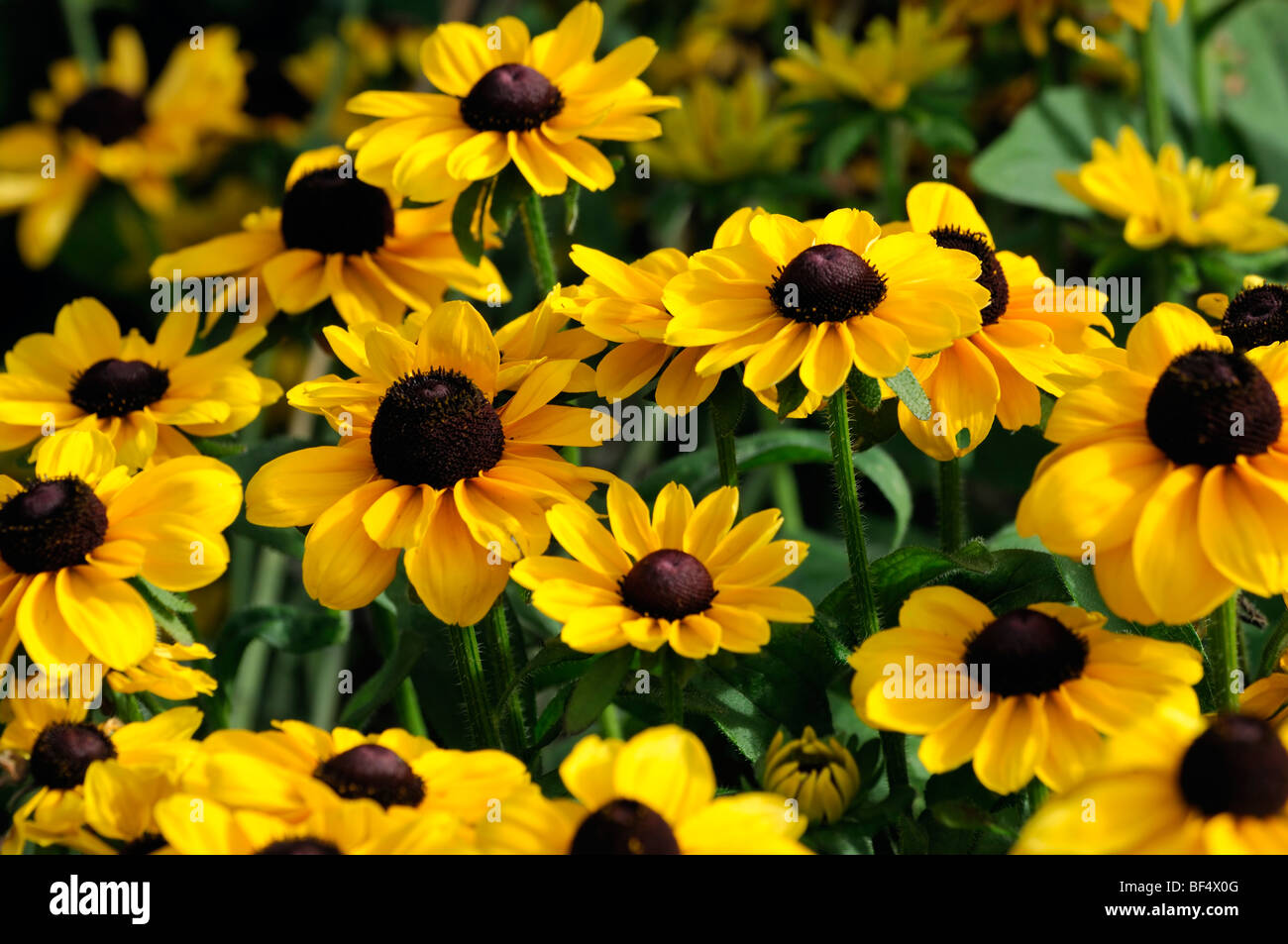 rudbeckia hirta 'toto lemon' black-eyed susan gold yellow flower bloom ...