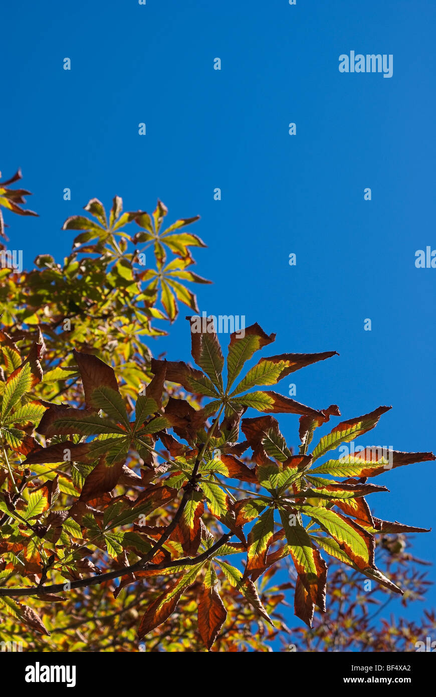 Otonne hi-res stock photography and images - Alamy