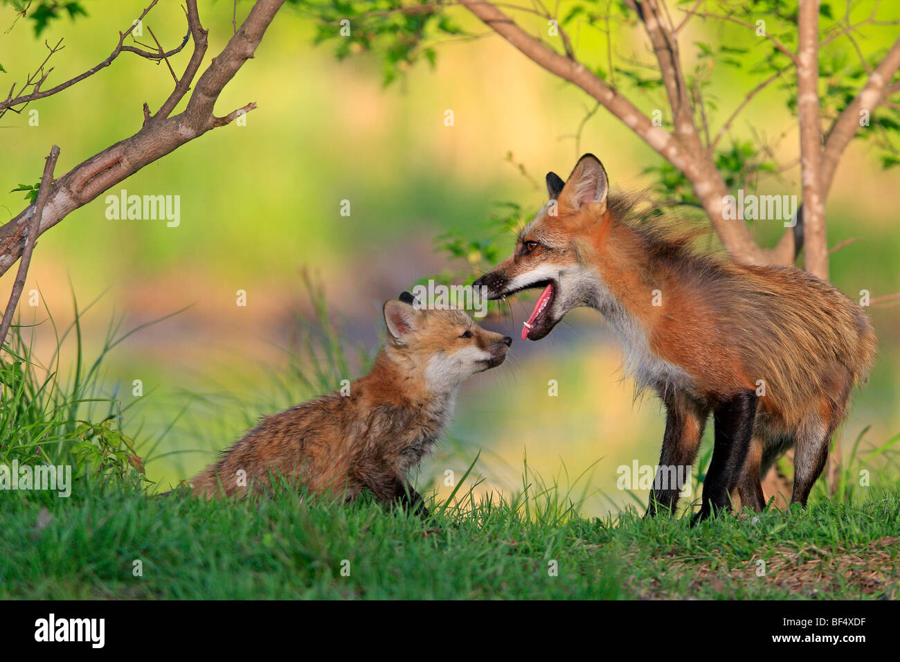 Red fox female hi-res stock photography and images - Alamy