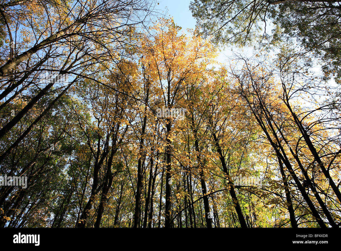 trees in autumn on sky background, spetember Stock Photo - Alamy