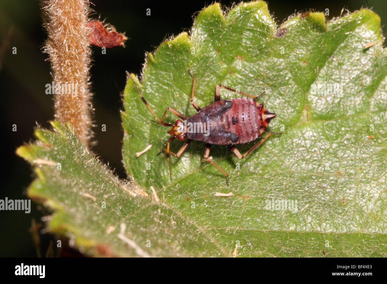 Red-spotted plant bug (Deraeocoris ruber : Miridae) final instar nymph ...