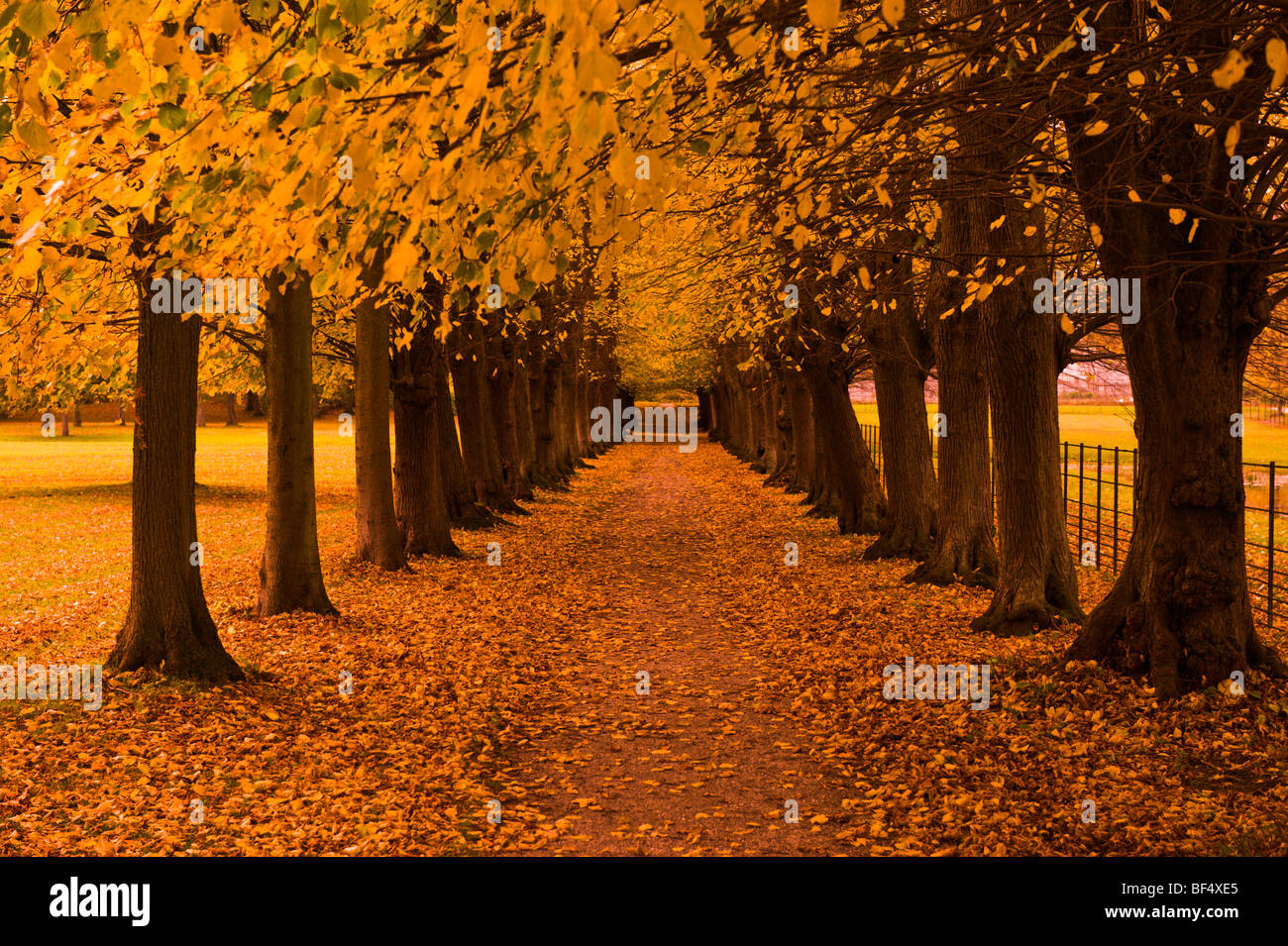 Beautiful autumn colors in the forest Stock Photo - Alamy