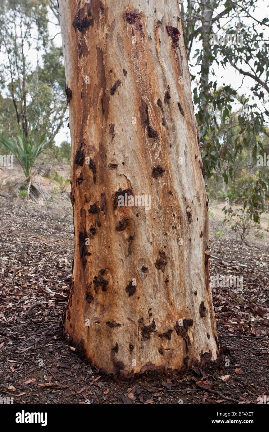 Trunk and bark of a Wandoo (Eucalyptus wandoo) tree Stock Photo - Alamy
