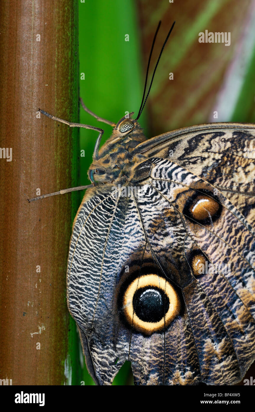 Large tropical butterflies hi-res stock photography and images - Alamy