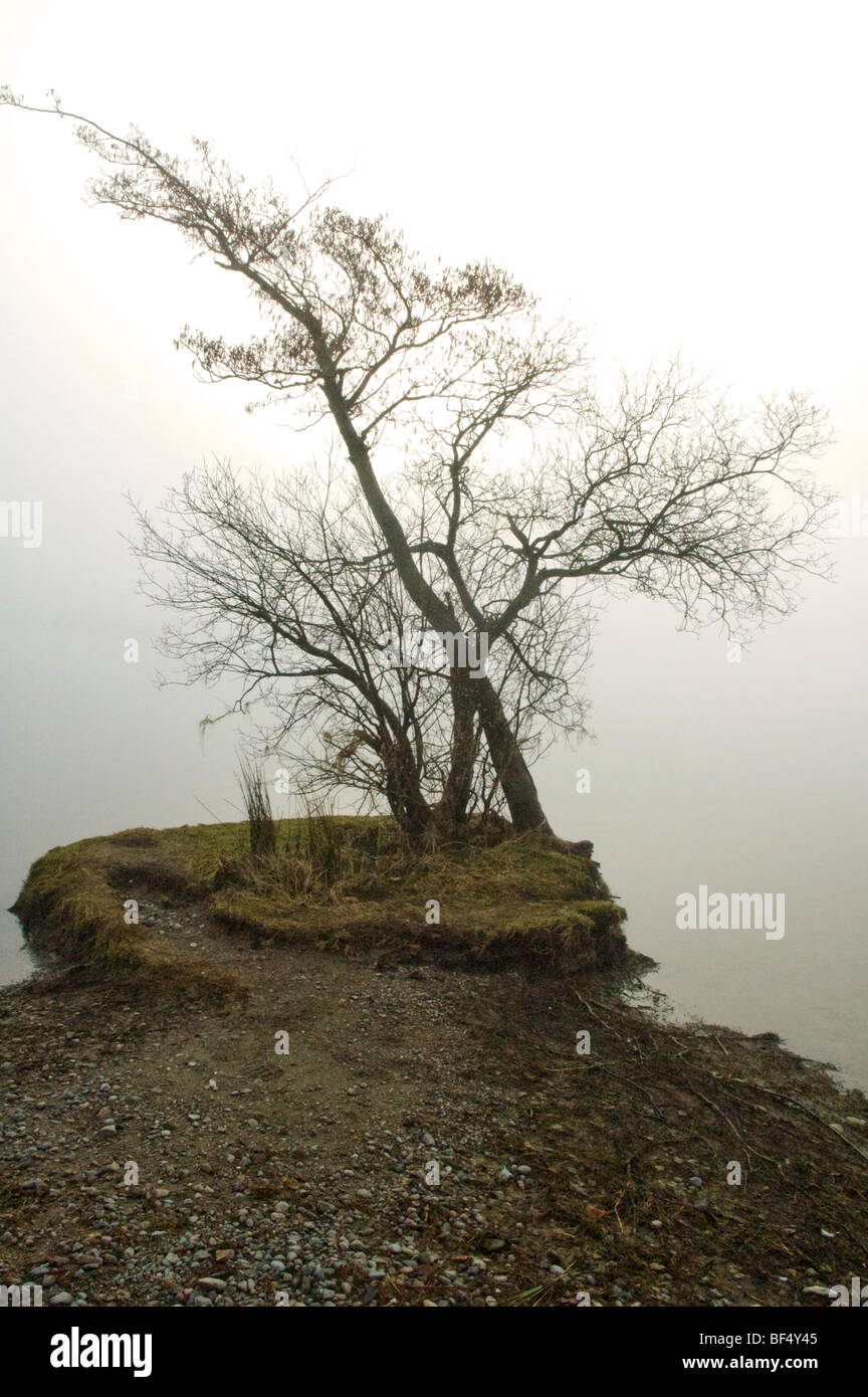 Ullswater tree hi-res stock photography and images - Alamy