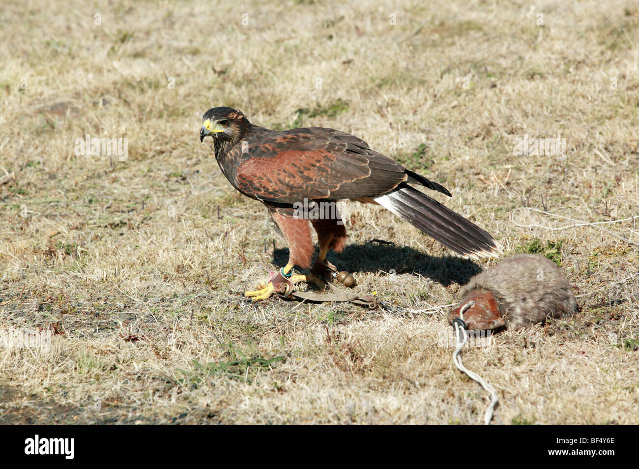 Harris hawk hi-res stock photography and images - Alamy