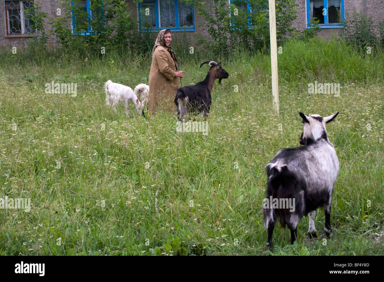 Old woman with goats hi-res stock photography and images - Alamy