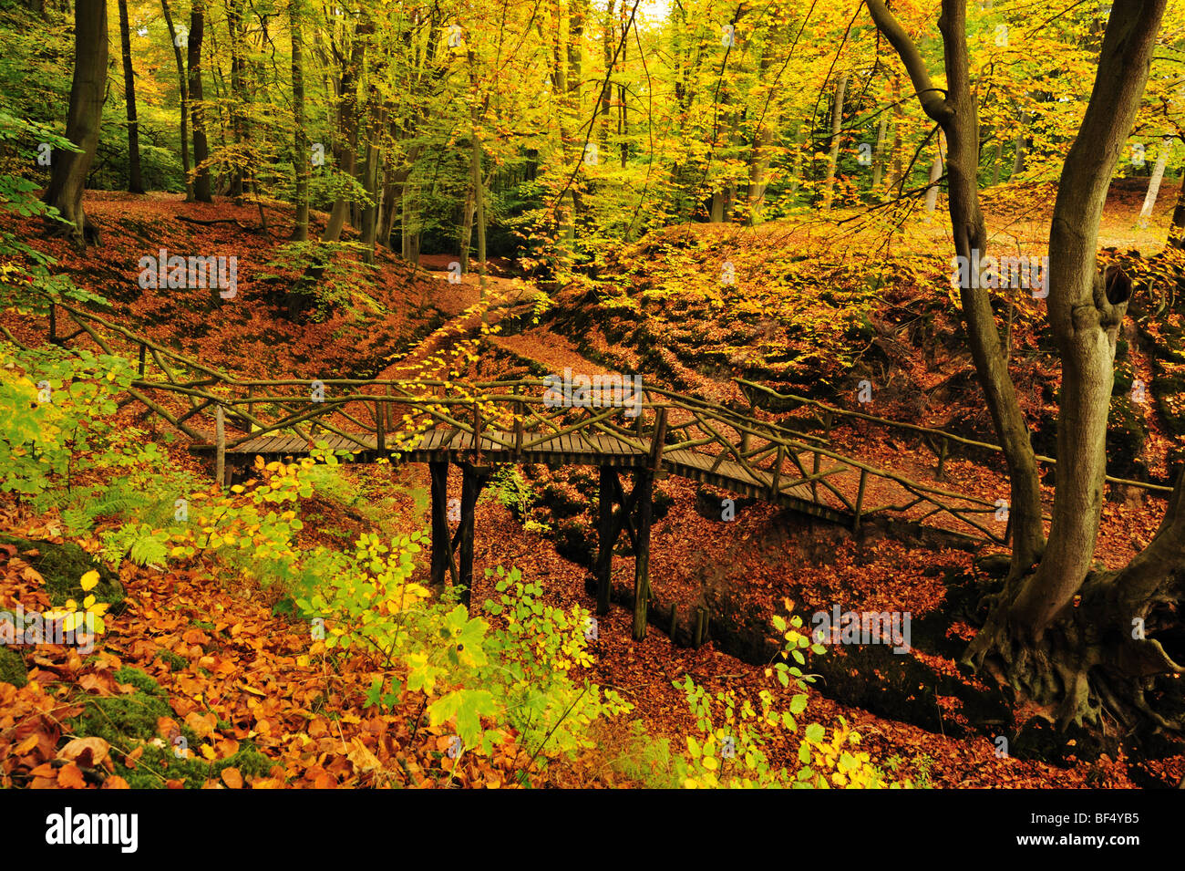 Beautiful autumn colors in the forest Stock Photo - Alamy