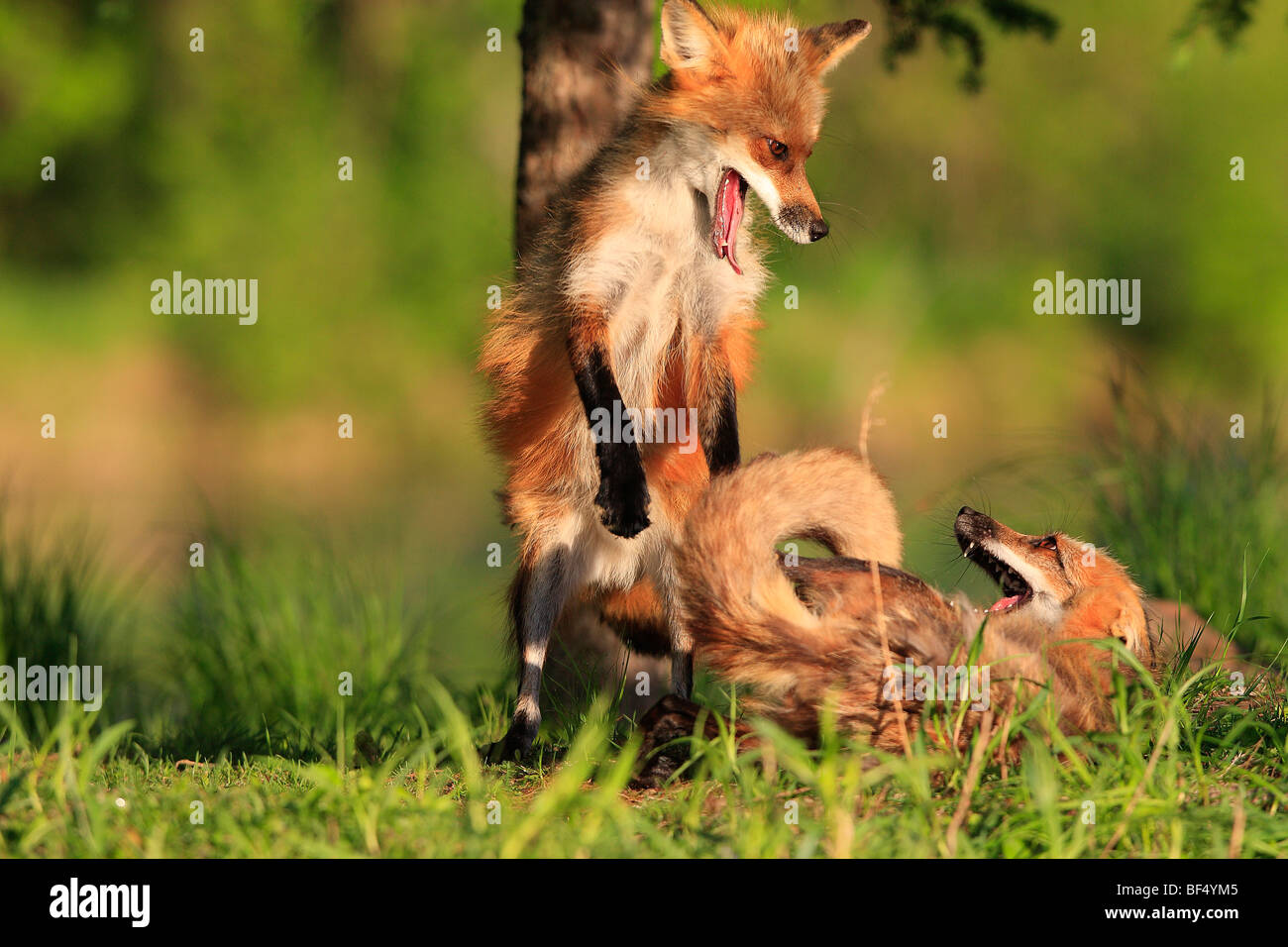 Red Fox (Vulpes vulpes). Two adults fighting Stock Photo - Alamy