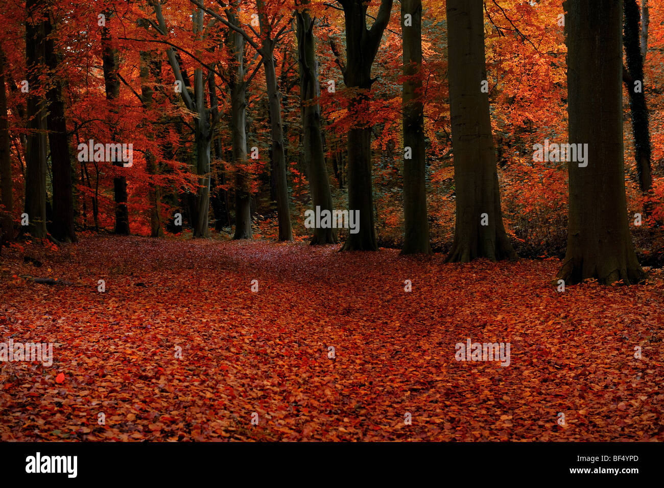 Beautiful autumn colors in the forest Stock Photo - Alamy