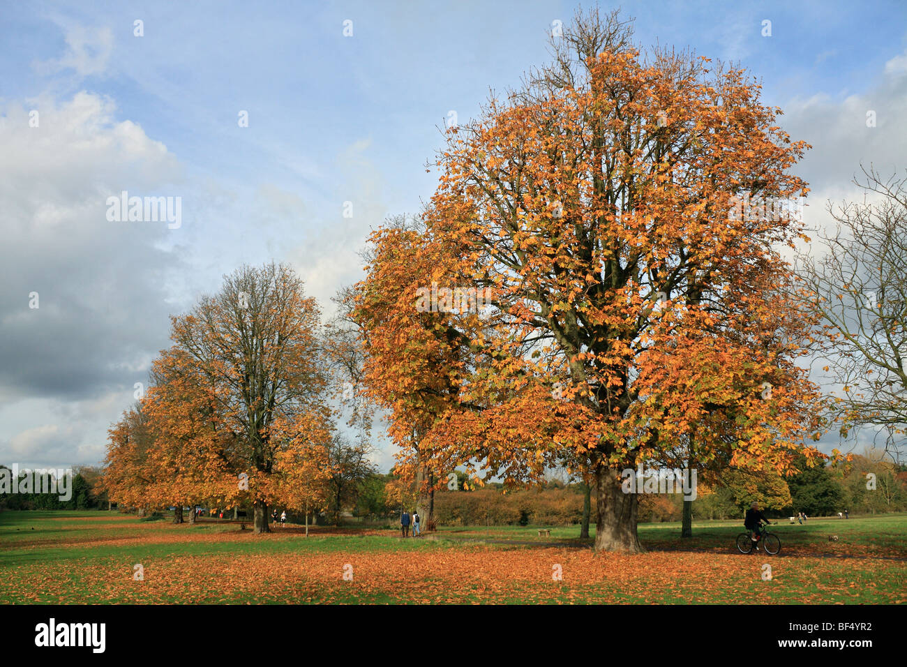 Autumn horse chestnut tree hi-res stock photography and images - Alamy