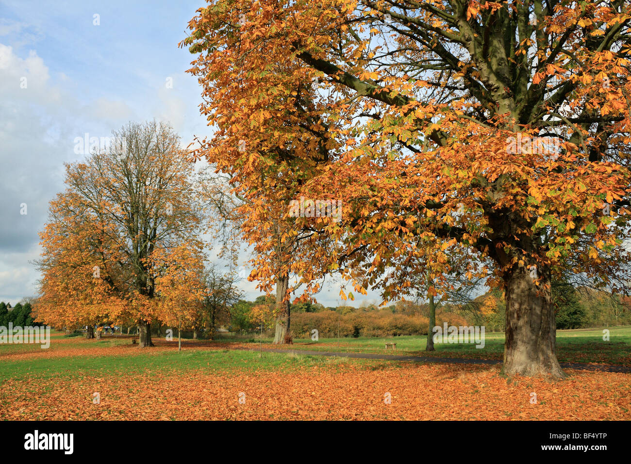 Surrey trees hi-res stock photography and images - Alamy