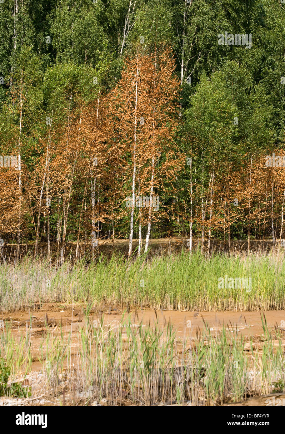 polluted countryside next to karabash in the urals russia Stock Photo ...