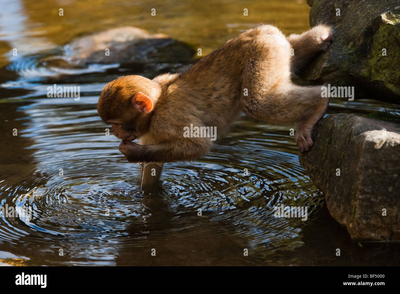 baby barbary ape playing with water Stock Photo - Alamy