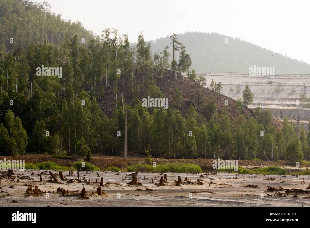 Stumps left from trees decaying from toxic industrial waste on land ...