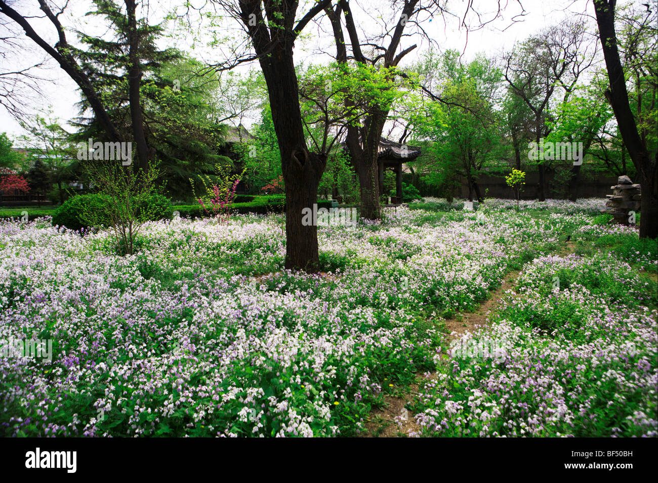 Beijing normal university hi-res stock photography and images - Alamy