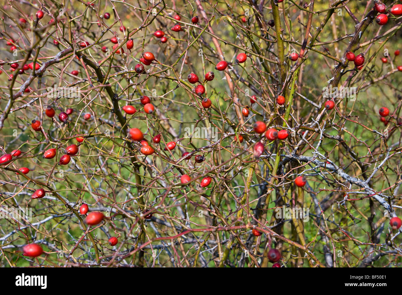 wild brier shrub Stock Photo - Alamy
