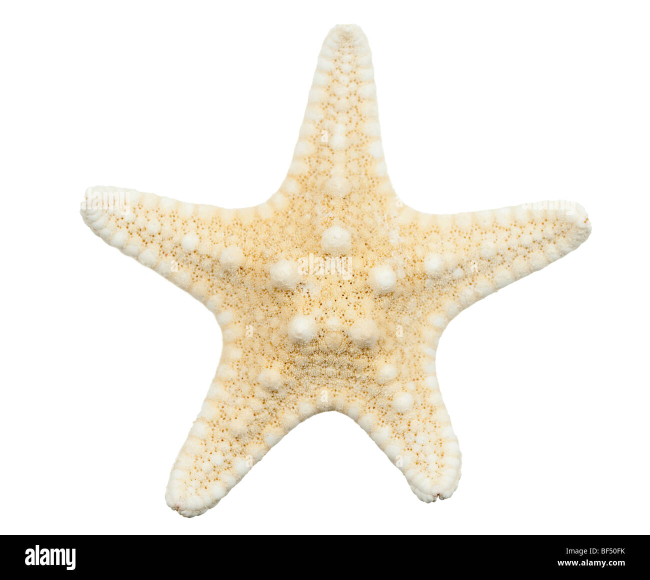 Starfish on isolated on a white background Stock Photo - Alamy