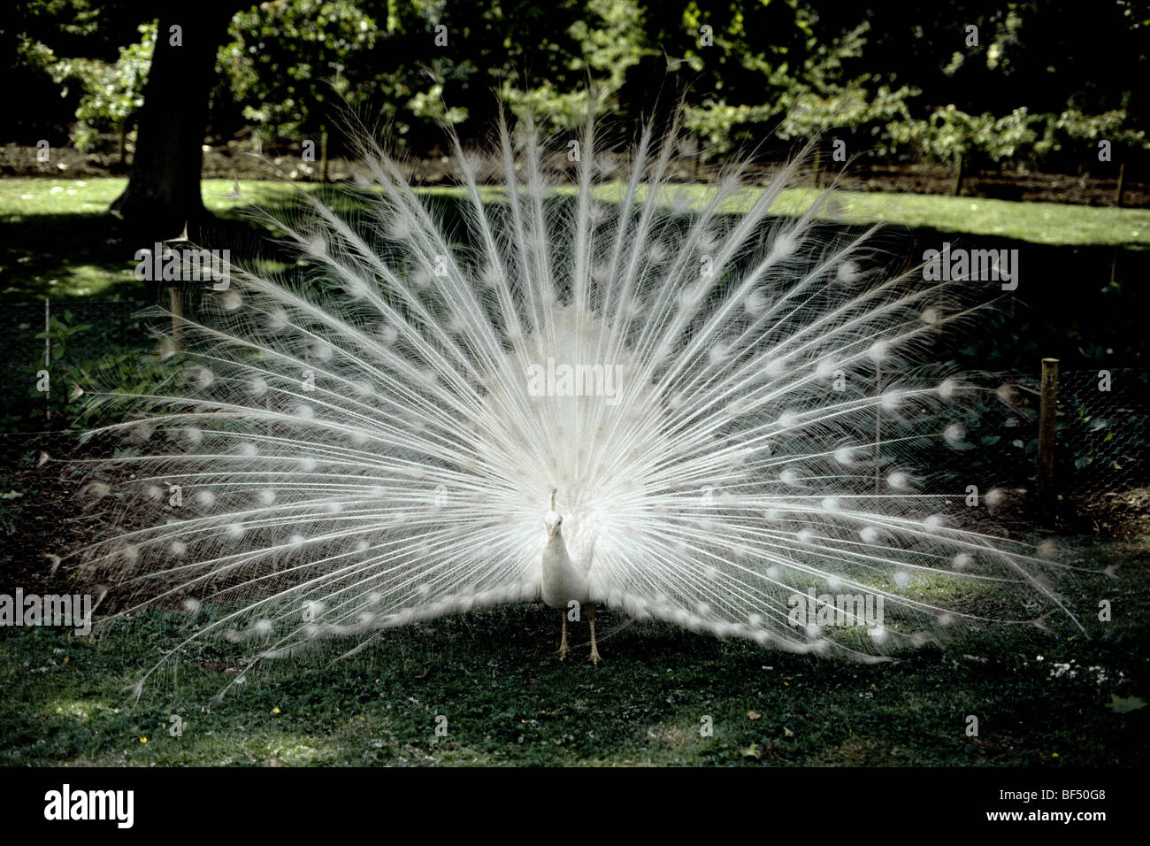 White female peacock hi-res stock photography and images - Alamy