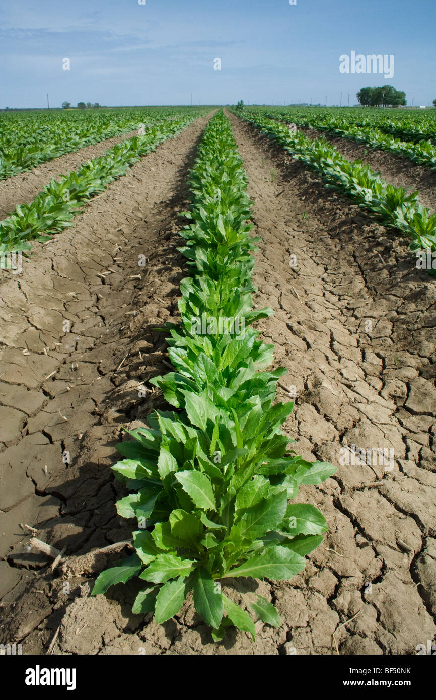 Agriculture - Field of early growth safflower plants / Butte County ...