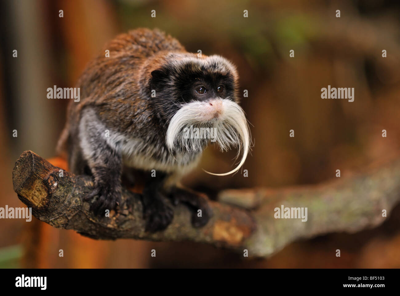cute emperor tamarin (Saguinus imperator Stock Photo - Alamy