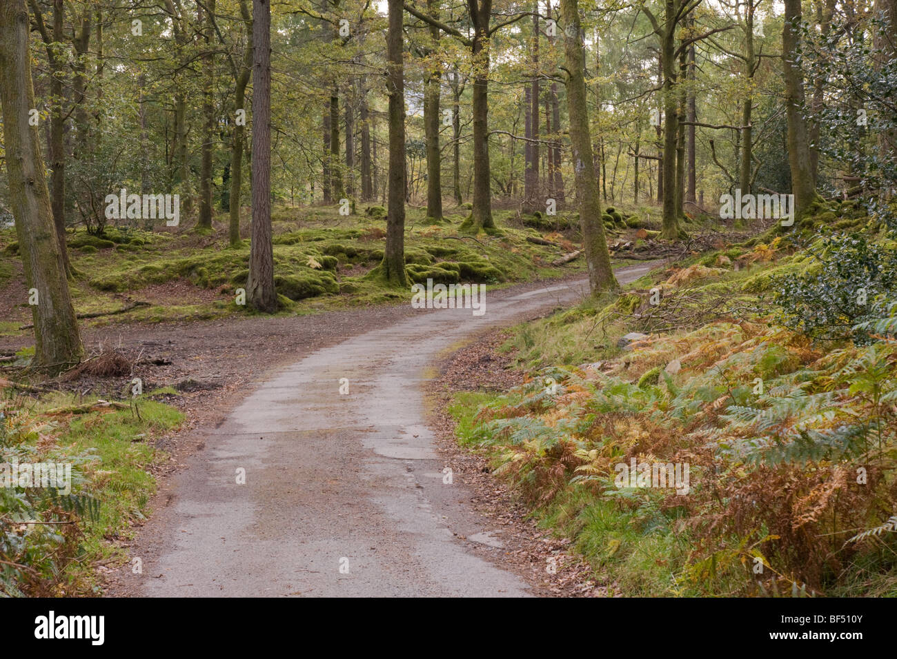 Manesty Park, Derwentwater, Cumbria Stock Photo - Alamy