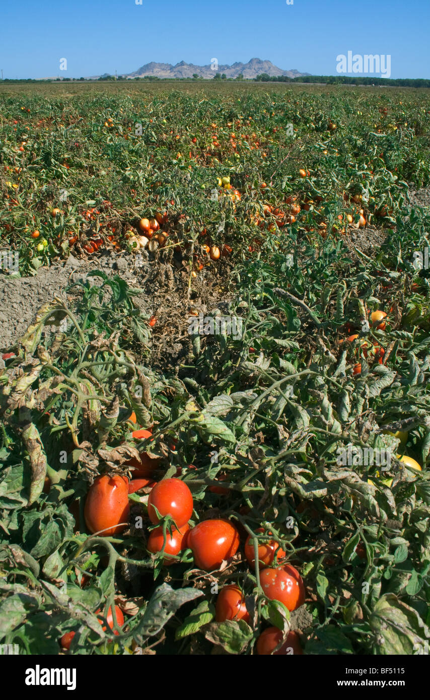 Tomato Field High Resolution Stock Photography and Images - Alamy