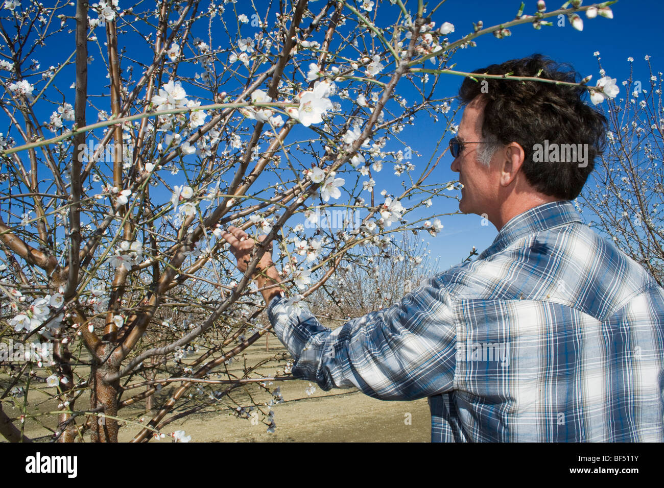 Pruning of an almond tree hi-res stock photography and images - Alamy
