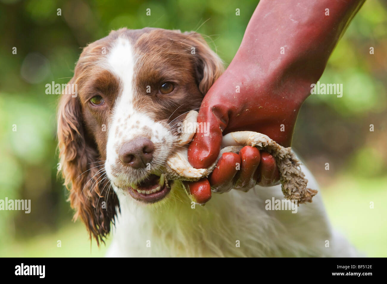 An English Springer Spaniel dog eating tripe outside Stock Photo - Alamy