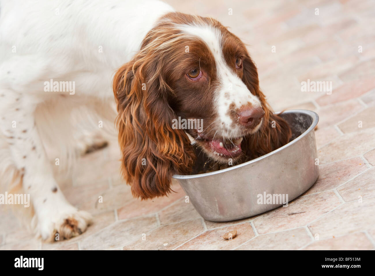 An English Springer Spaniel dog eating from a silver dog bowl inside a ...