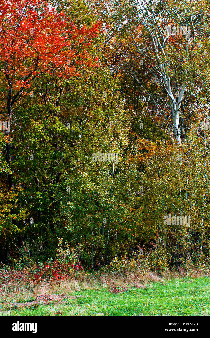 Rose brier hi-res stock photography and images - Alamy