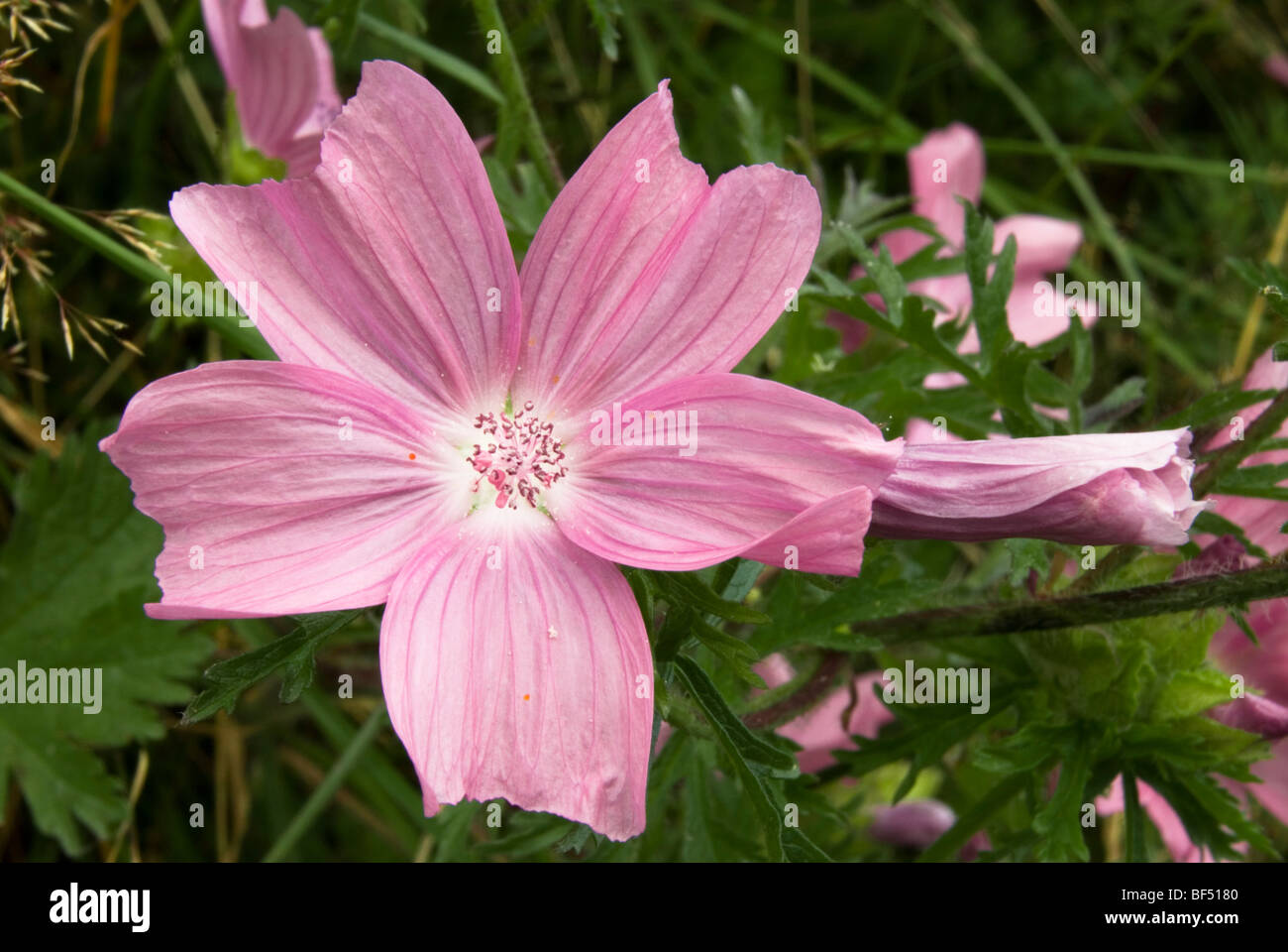 Musk Mallow, Malva moschata Stock Photo - Alamy