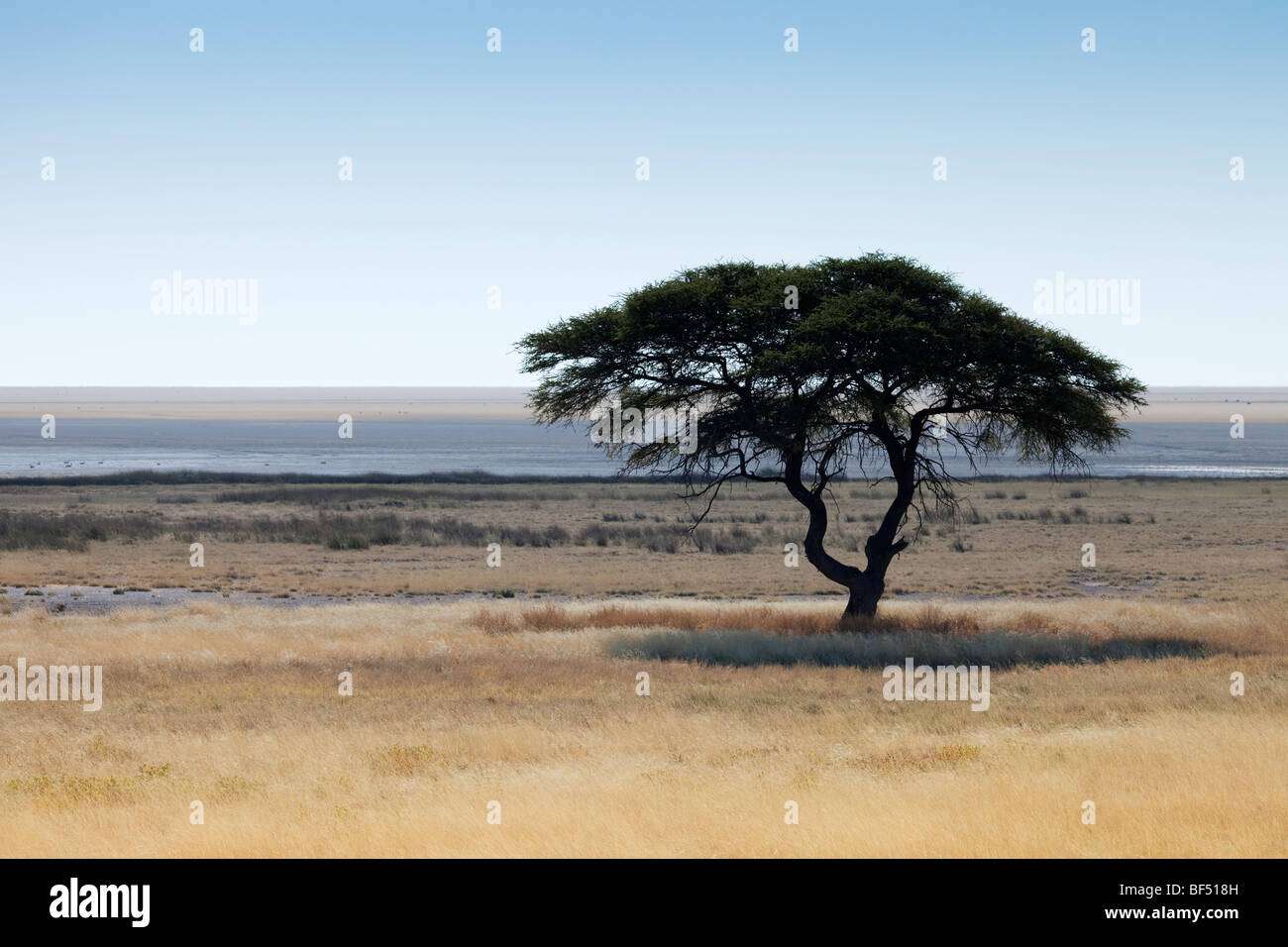 Acacia Tree, Etosha National Park Stock Photo - Alamy
