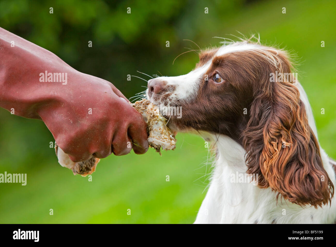 An English Springer Spaniel dog eating tripe outside Stock Photo - Alamy