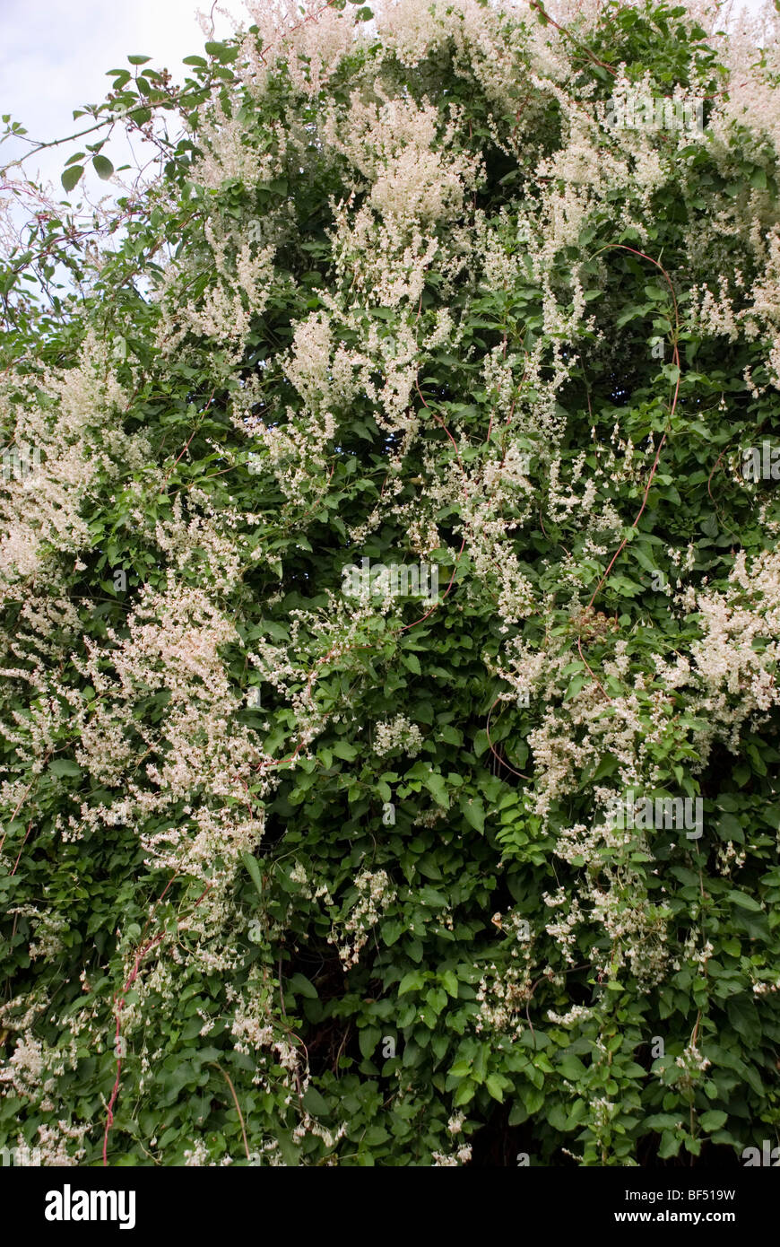 Fallopia baldschuanica hi-res stock photography and images - Alamy