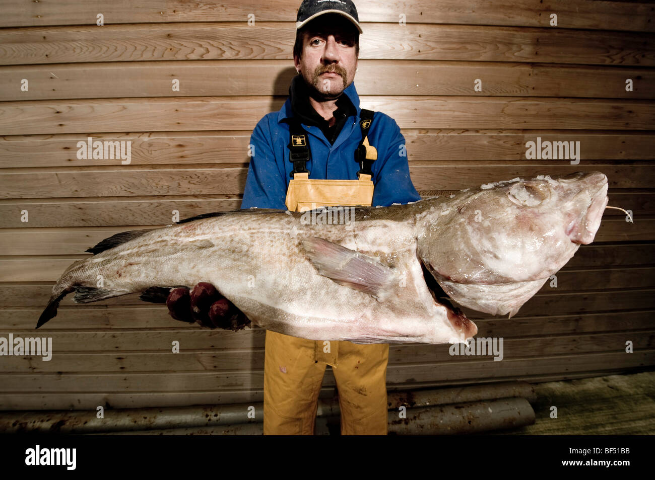 A fish worker in yellow oil skins holds a large cod outside a fisheries ...