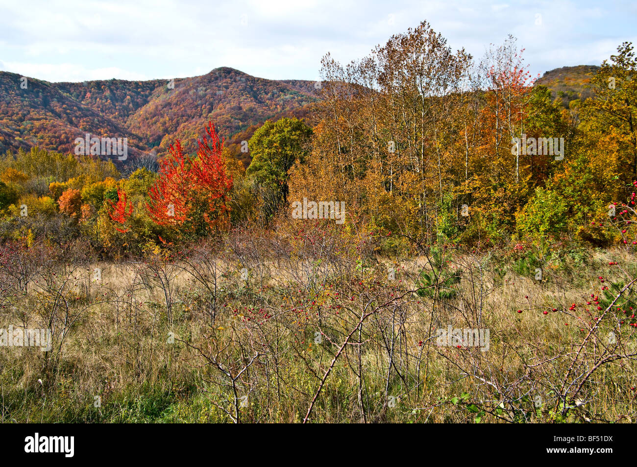 Wild brier hi-res stock photography and images - Alamy