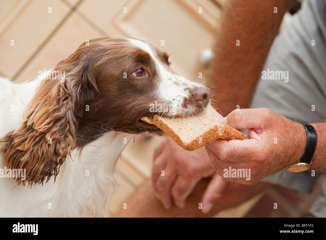 An English Springer Spaniel dog eating bread inside Stock Photo - Alamy