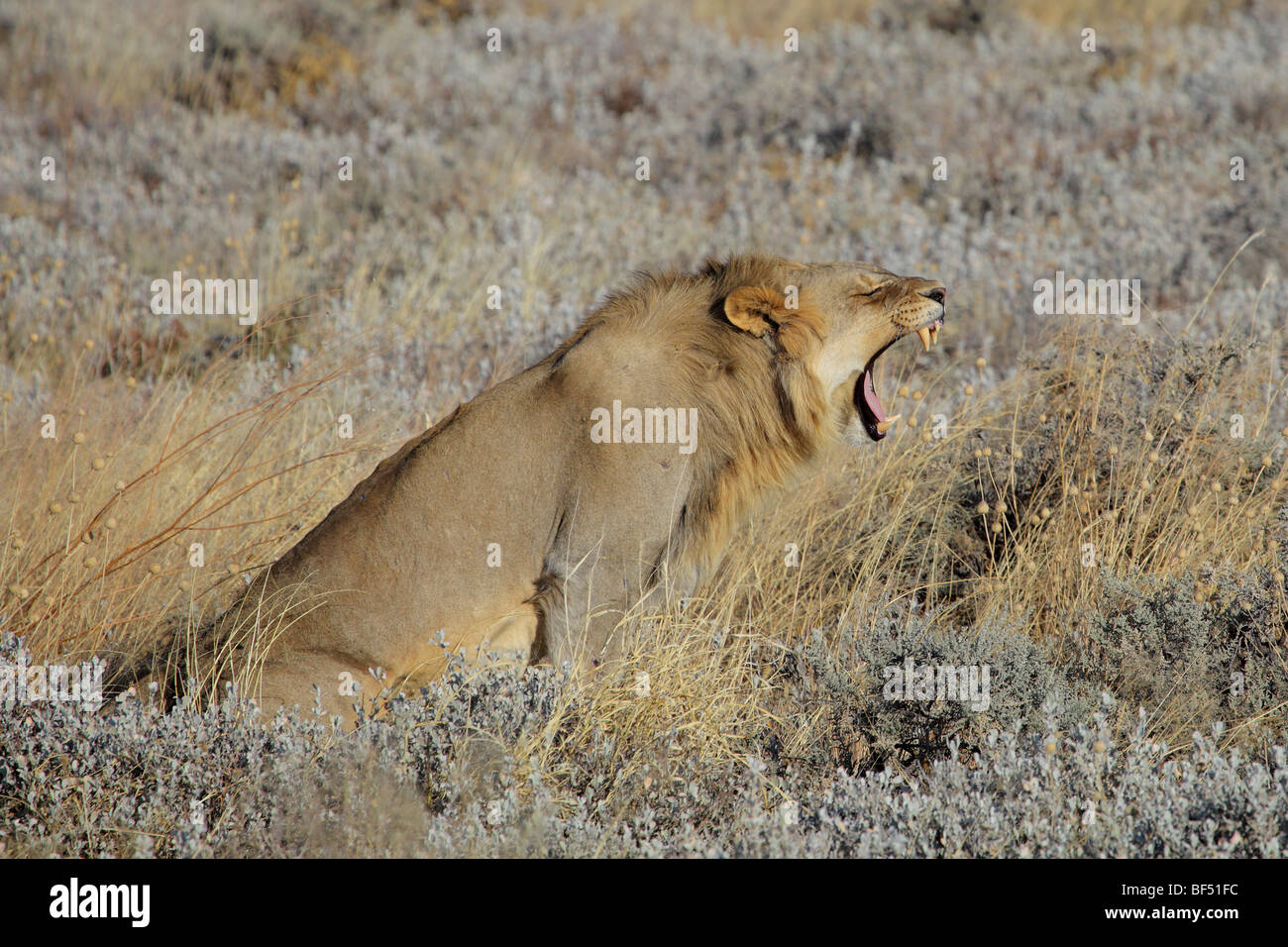 I Woke Up Like This Lion