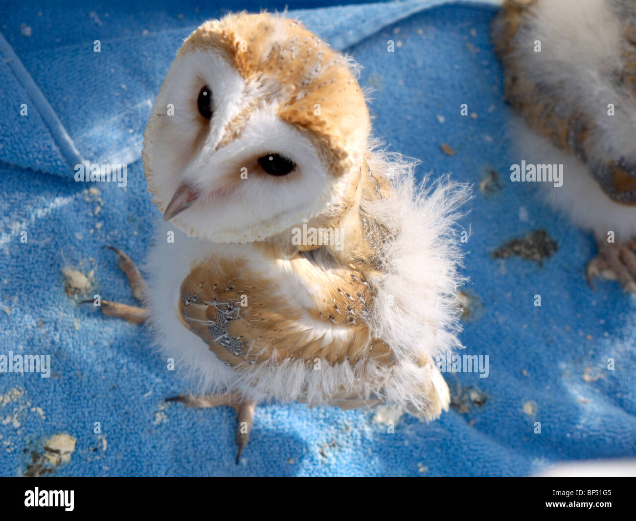 baby Barn owl Stock Photo - Alamy