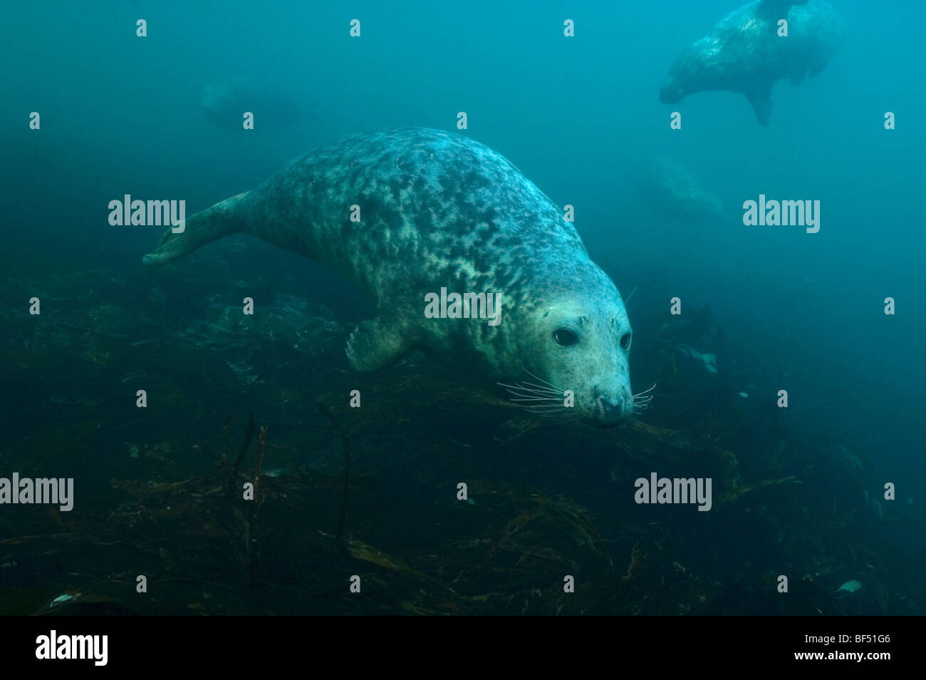 Grey Seal Halichoerus grypus underwater Stock Photo - Alamy