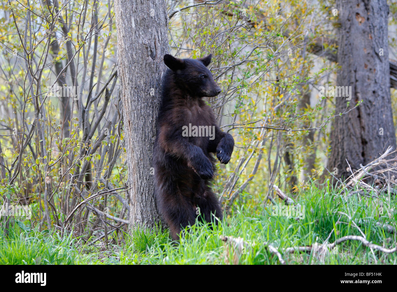 American black bear on tree hi-res stock photography and images - Alamy